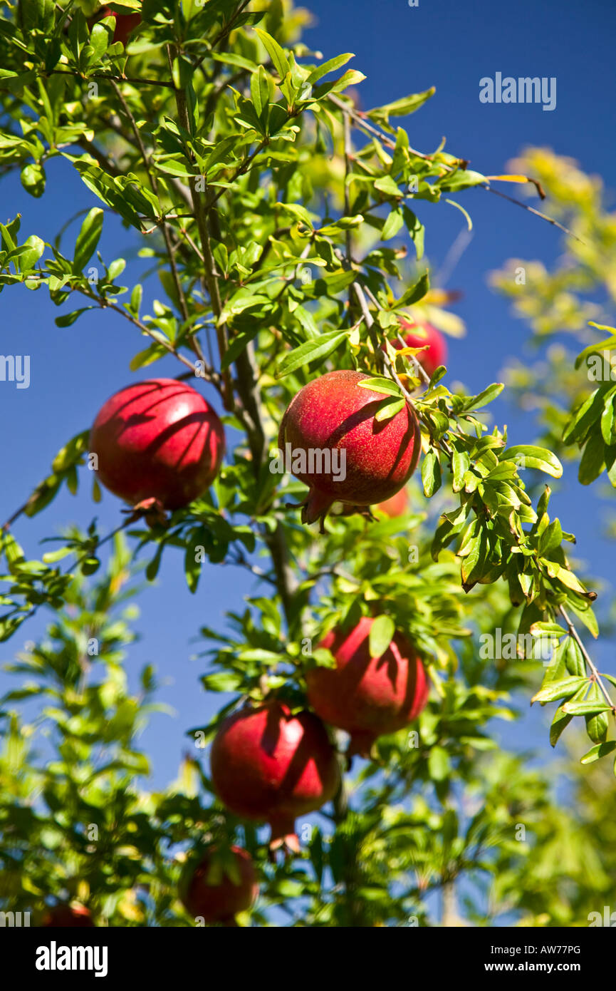 Pomegarante fruit trees Escondido, California, USA Stock Photo - Alamy