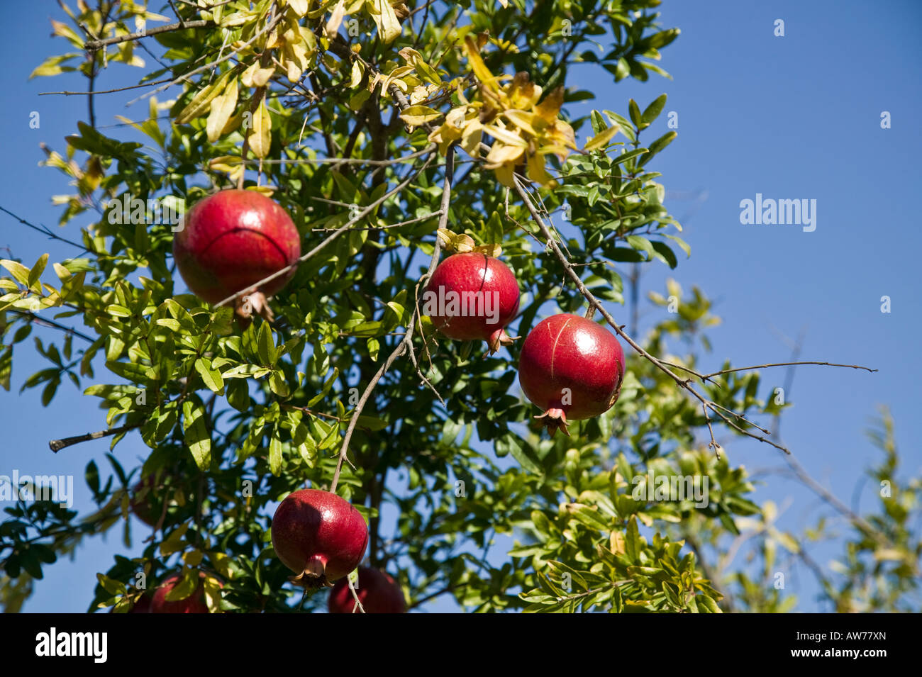 Pomegarante fruit trees Escondido, California, USA Stock Photo - Alamy