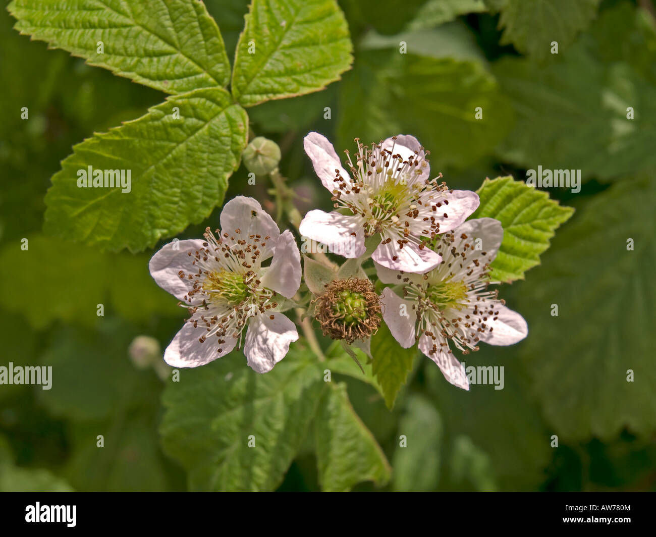 blackberry Rubus fructicosus flowering blackberries on bush Stock Photo ...