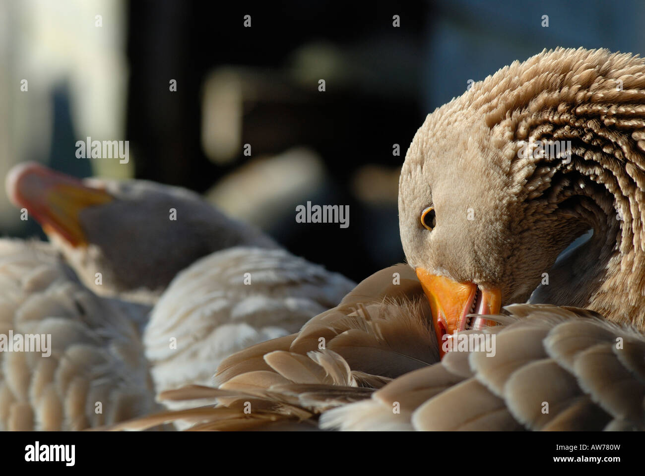Pure breed Brecon Buff geese preening, Wales, UK Stock Photo - Alamy