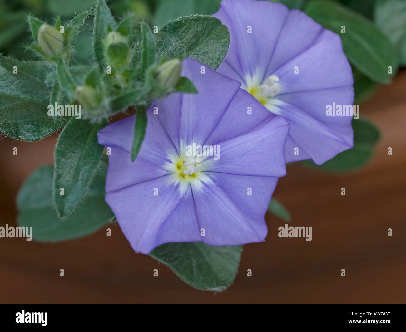 flower of Convulvus arvensis bindweed Stock Photo - Alamy