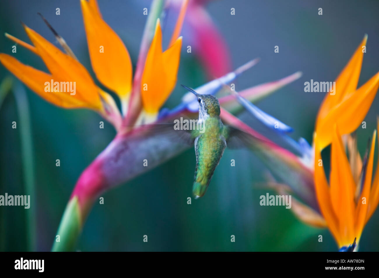 Humming bird San Diego, Zoo California, USA Stock Photo - Alamy