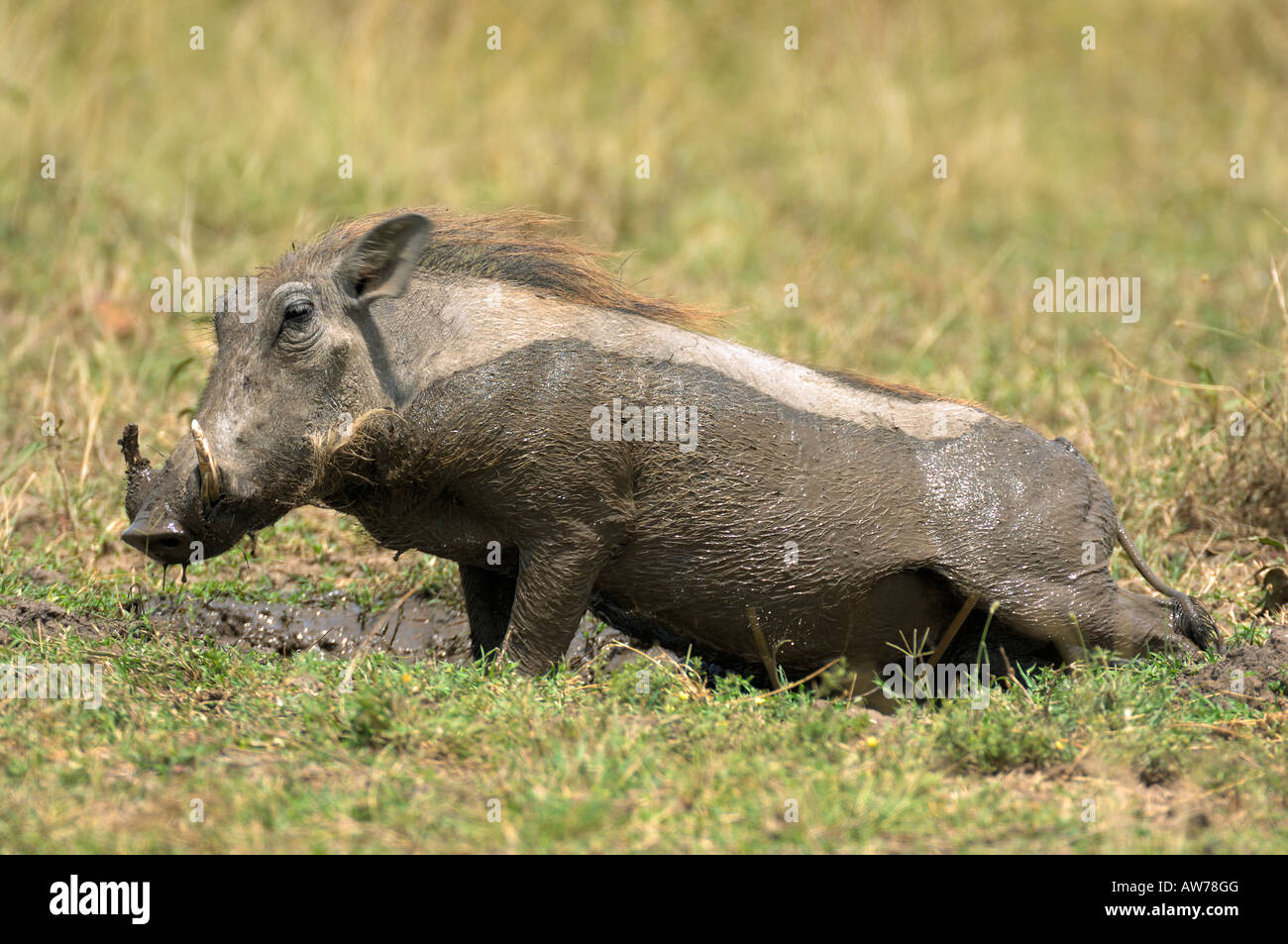 Warthog, Masai Mara, Kenya Stock Photo - Alamy