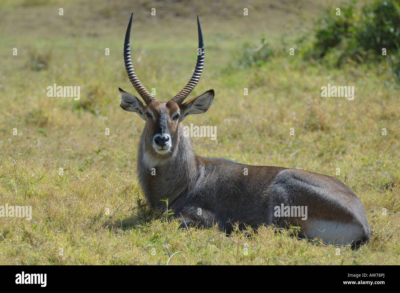 Waterbuck, Masai Mara, Kenya Stock Photo - Alamy