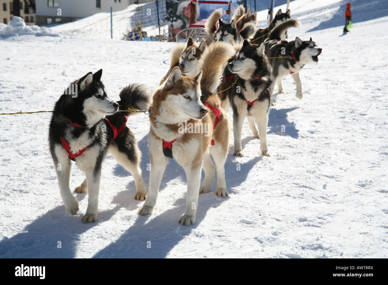 husky dogs pulling sleigh Stock Photo - Alamy