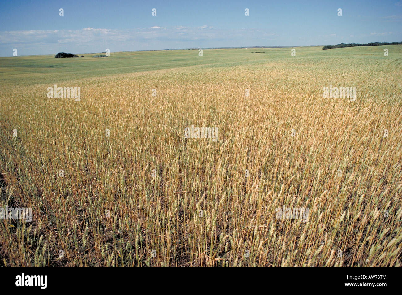 Saskatchewan wheat field hi-res stock photography and images - Alamy