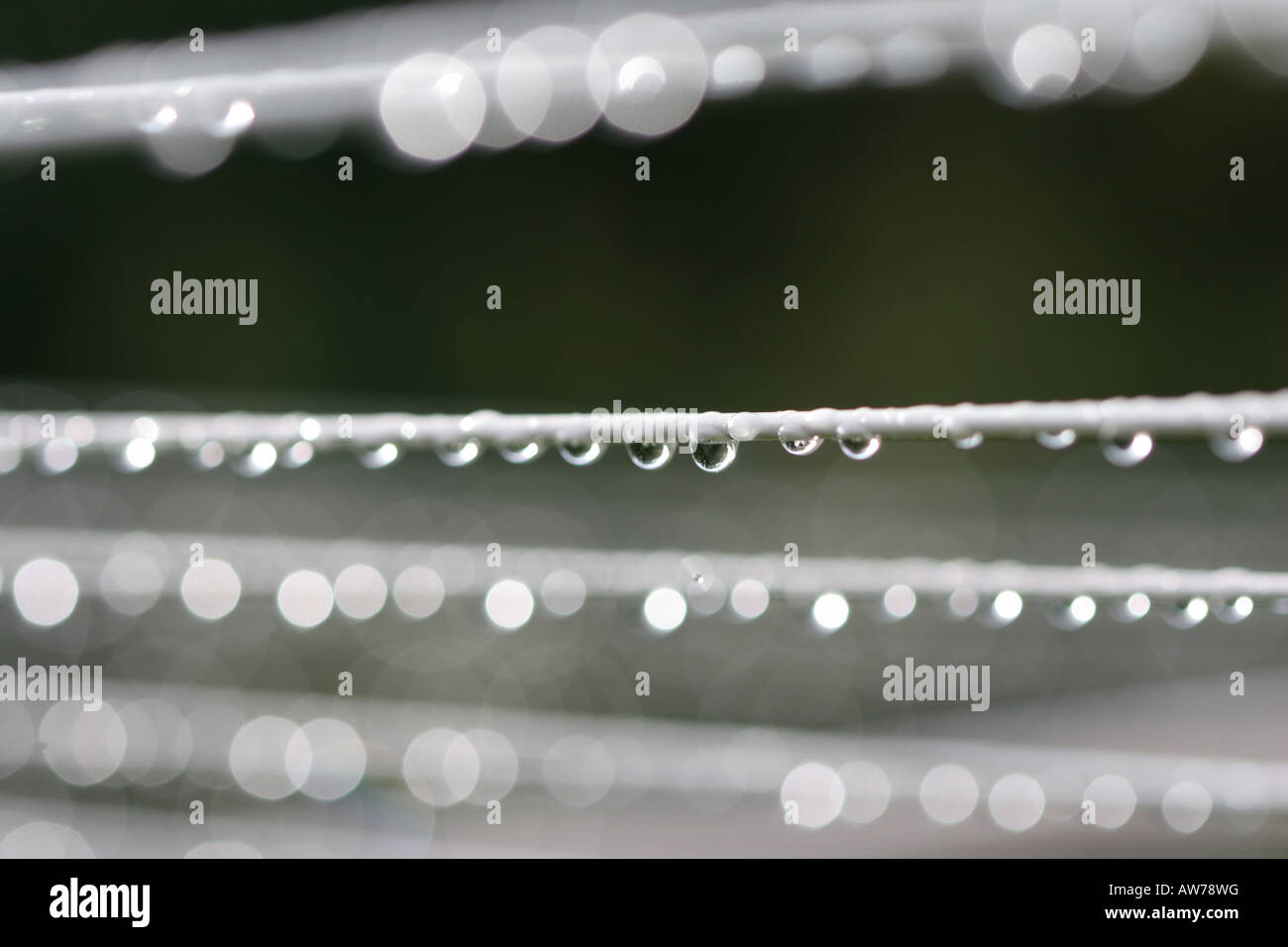 Close up of water droplets collected on washing line Stock Photo - Alamy