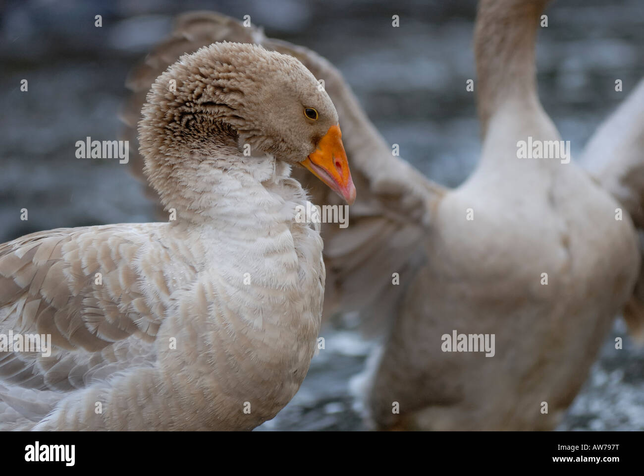 Pure breed hi-res stock photography and images - Alamy