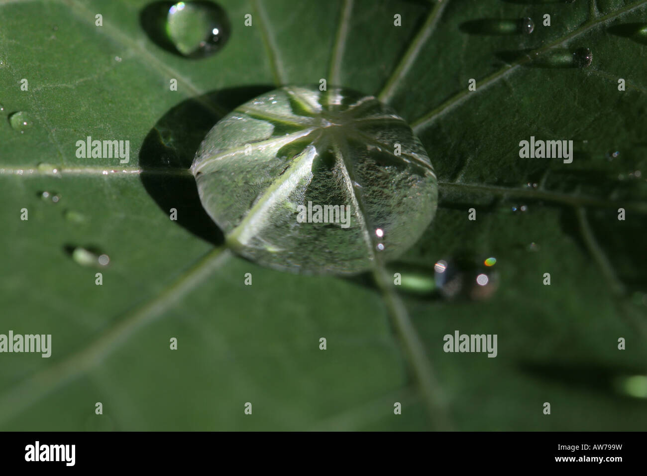 Big droplet of water collected in green nasturtium leaf Stock Photo - Alamy