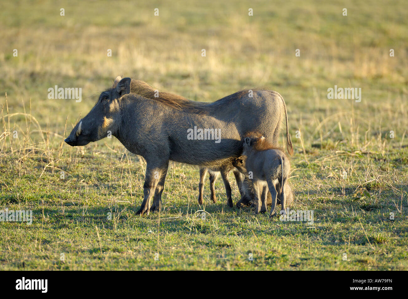 Warthog, Warthog with suckling cubs, Masai Mara, Kenya Stock Photo - Alamy