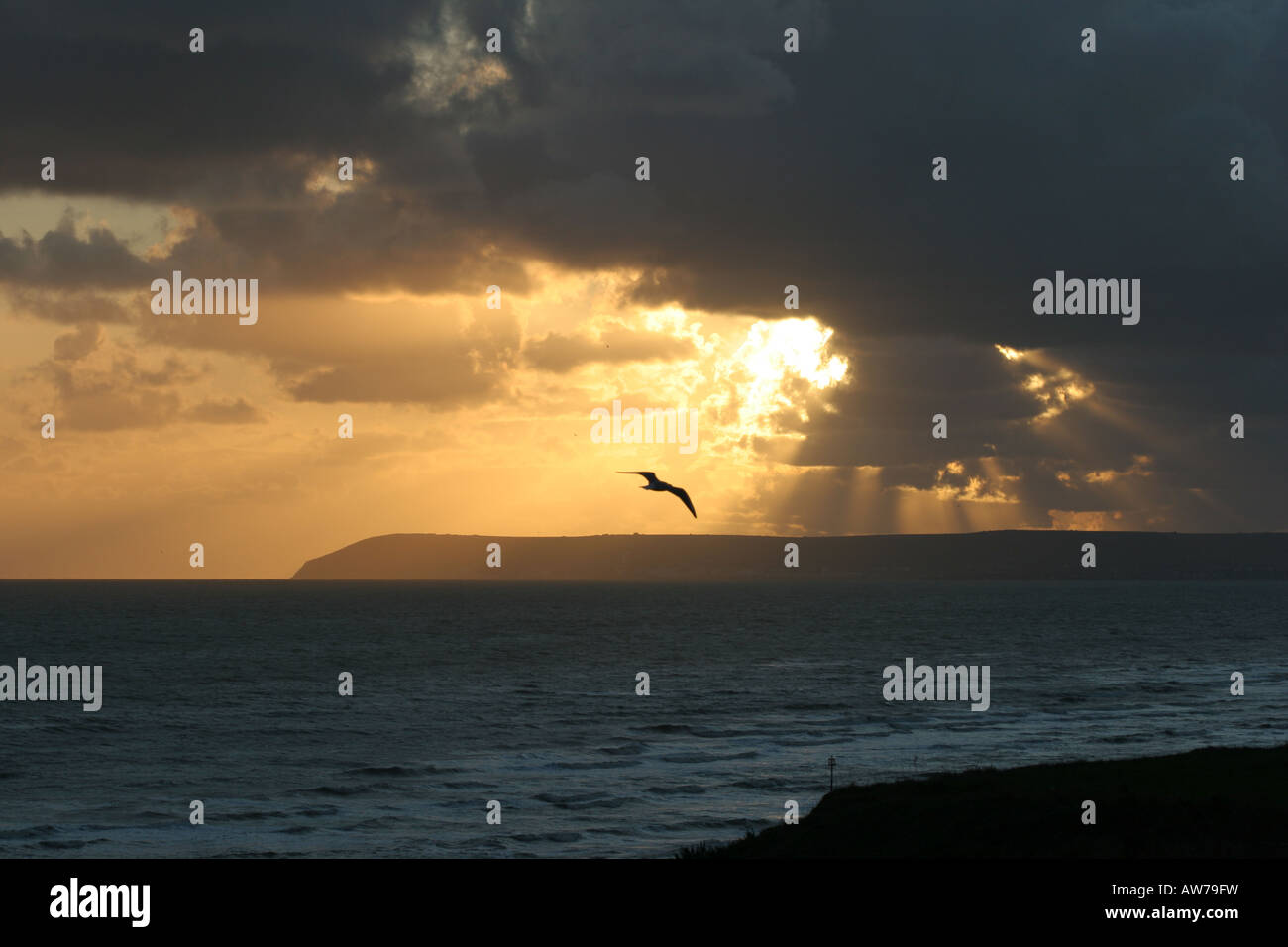 Seagull flying over the English Channel with sunset and Beachy head in ...