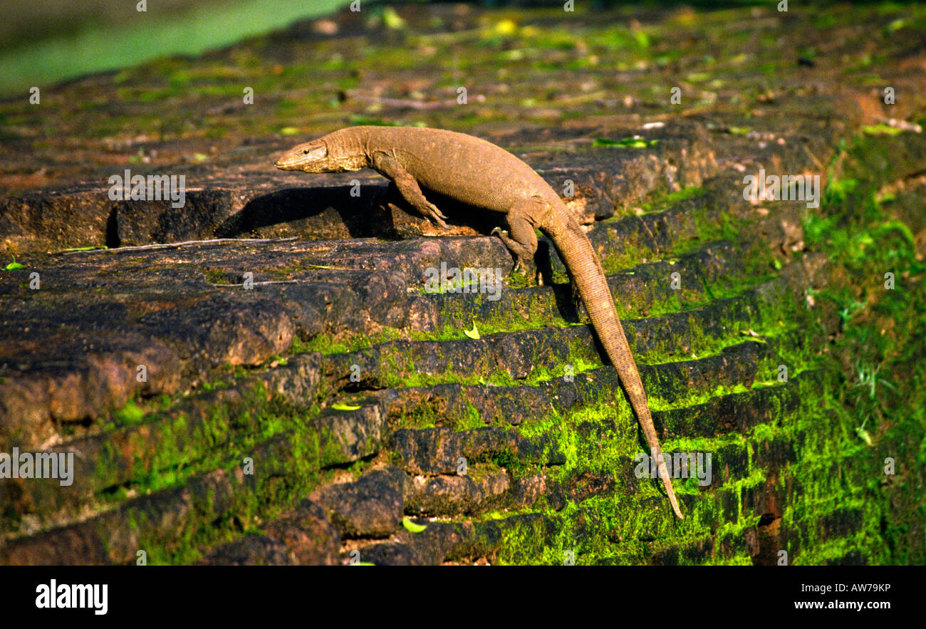 Sri Lanka wildlife reptiles water monitor lizard Stock Photo - Alamy