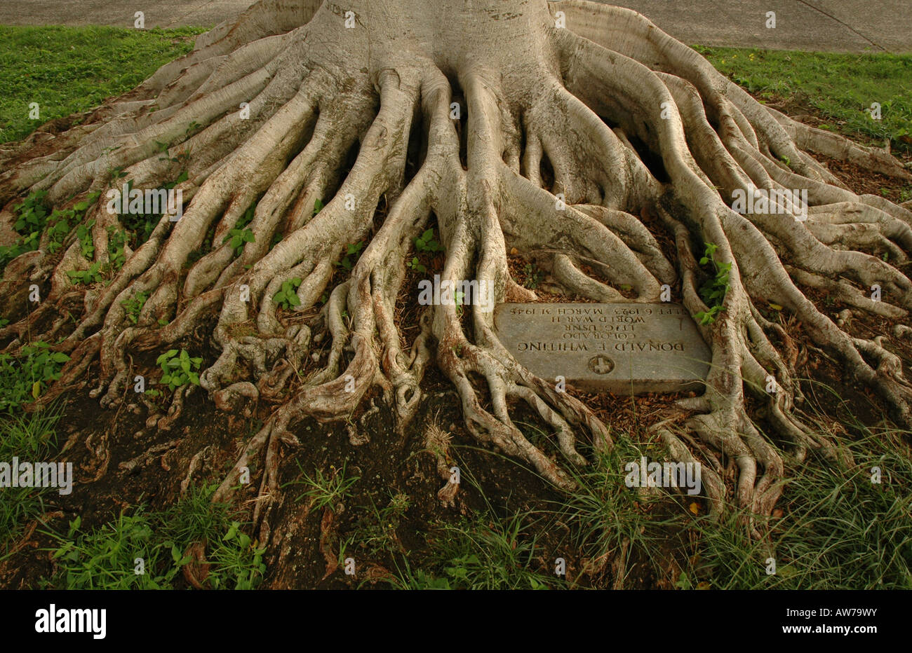 Large tree roots at the National Memorial Cemetery Ohau Stock Photo - Alamy