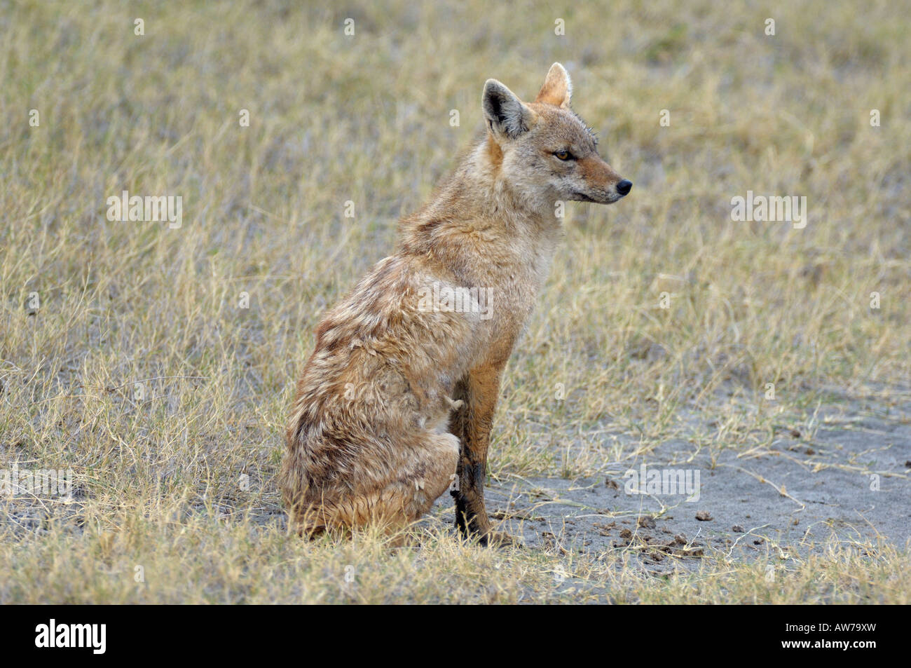 Gewone jakhals hi-res stock photography and images - Alamy