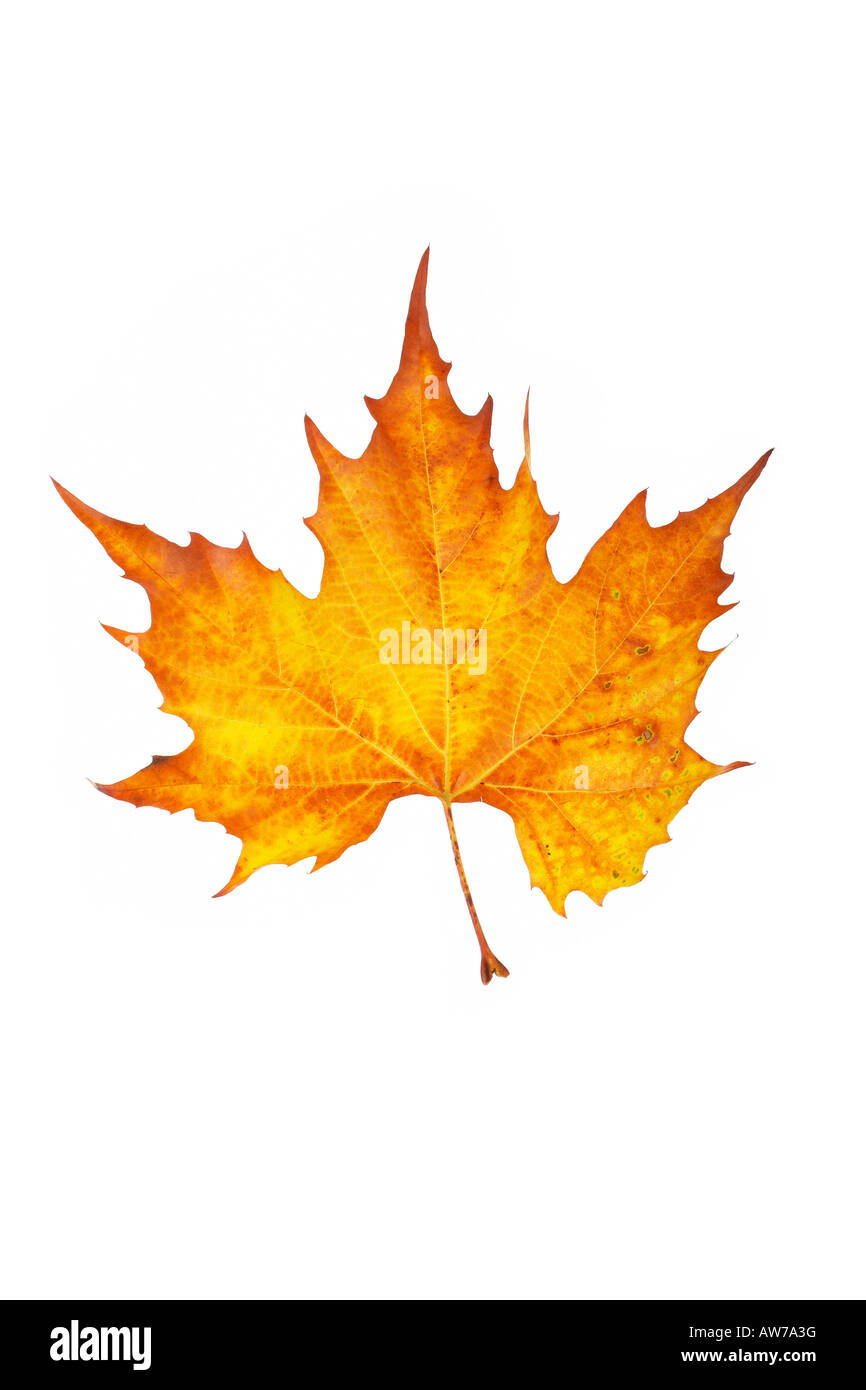 One maple leaf isolated on white background Stock Photo - Alamy
