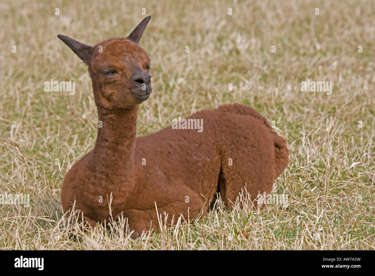 Closeup young alpaca cria sitting four days old UK Stock Photo - Alamy