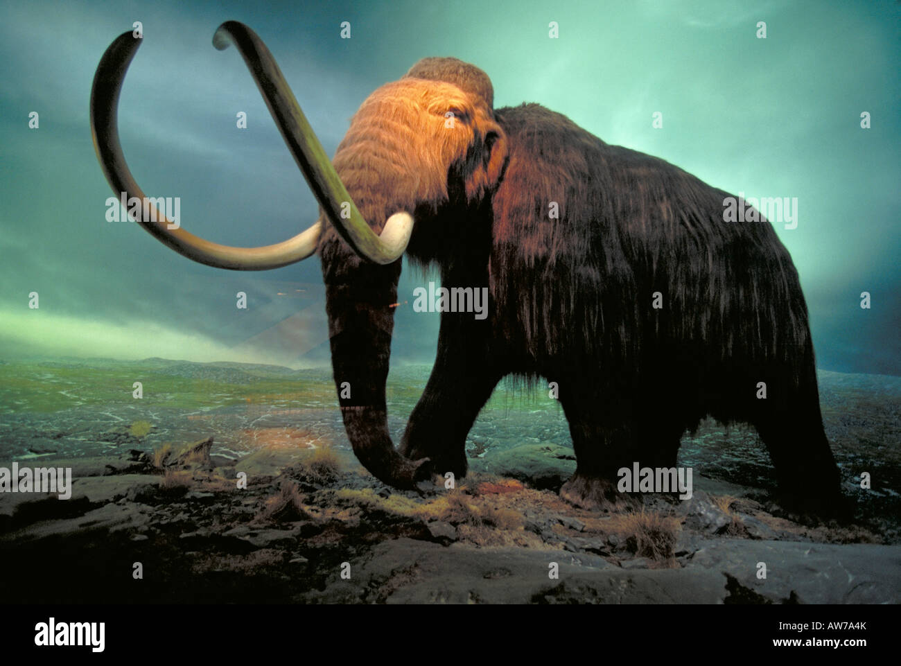 Royal british columbia museum mammoth hi-res stock photography and ...