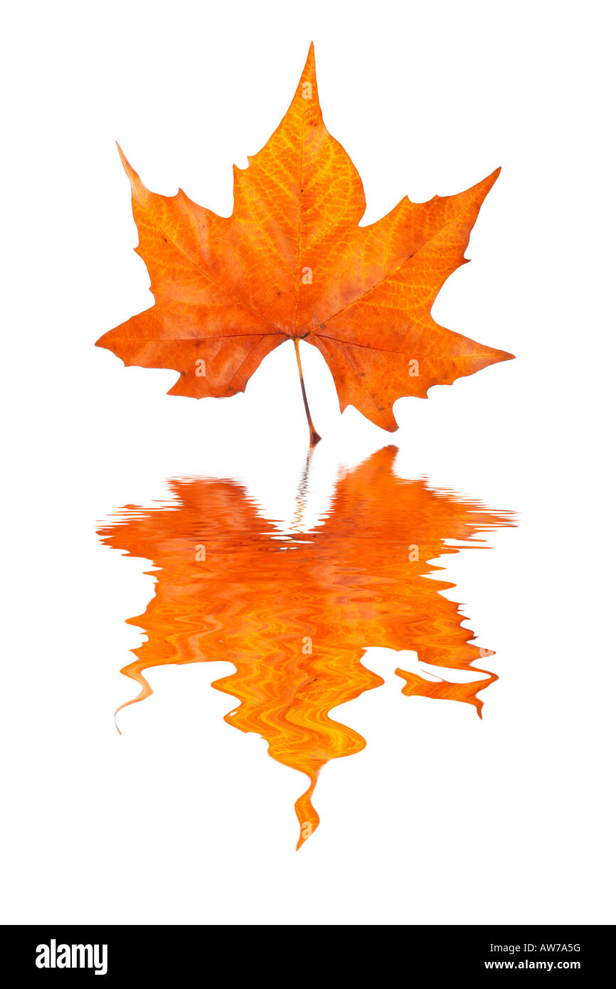 One maple leaf reflected on water background Stock Photo - Alamy