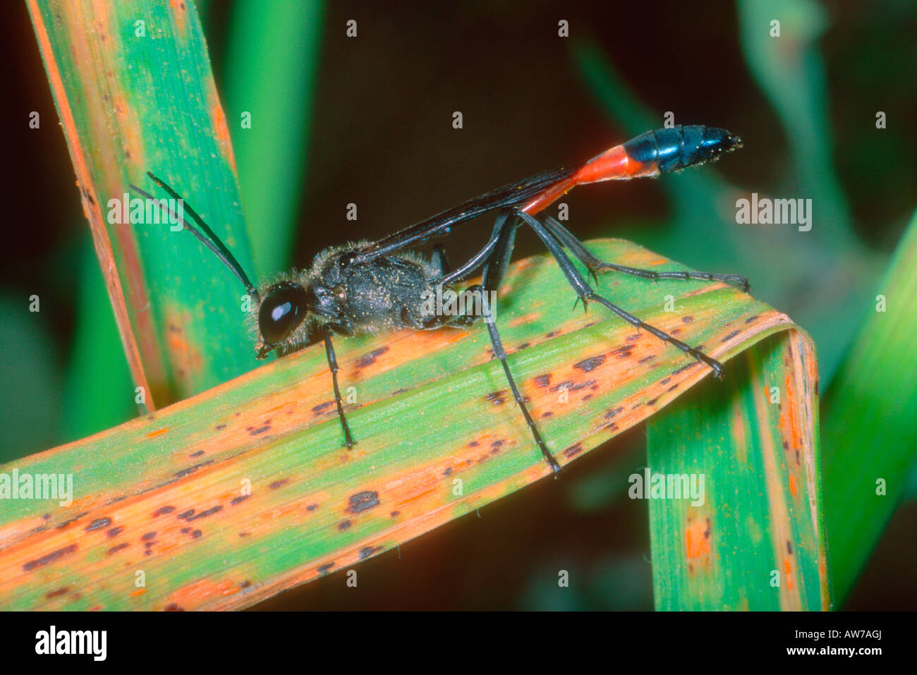 Digger or Sand Wasp, Ammophila sabulosa. At rest on leaf Stock Photo ...