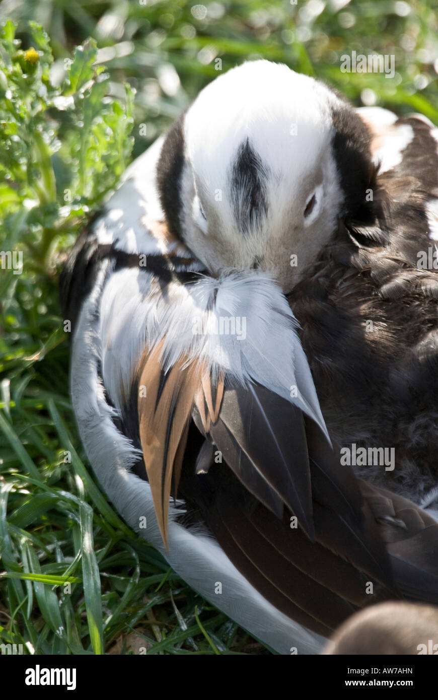 Long tailed Oldsquaw Duck [Clangula hyemalis] Stock Photo - Alamy