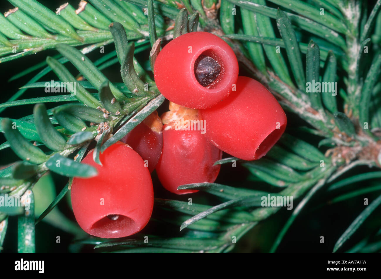 Common Yew, Taxus baccata. Closeup of mature cones on tree Stock Photo ...
