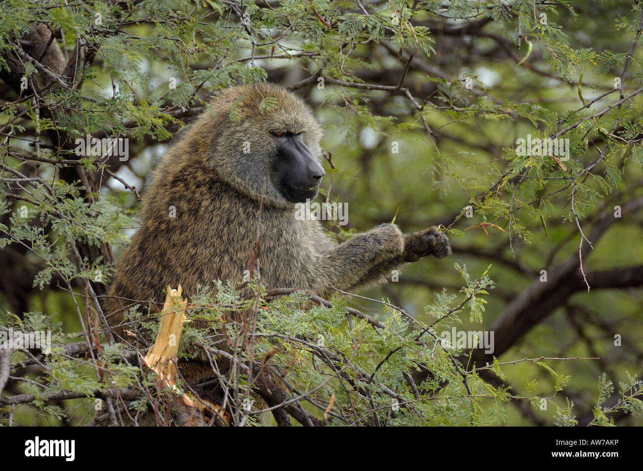 Olive baboon picture hi-res stock photography and images - Alamy