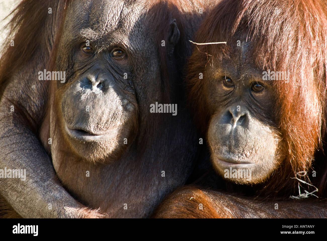 Great Ape Orangutan (Pongo pygmaeus Stock Photo - Alamy