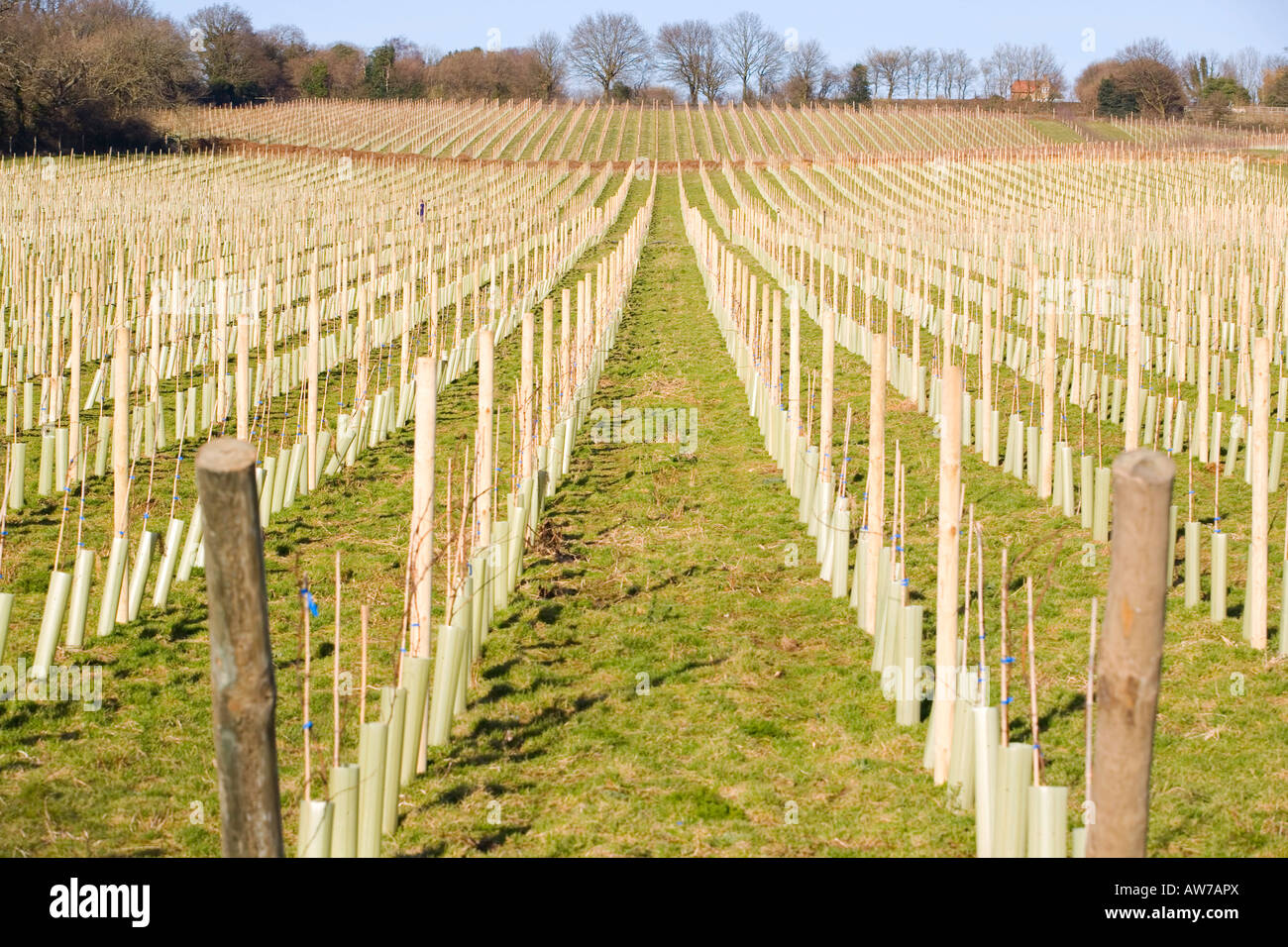 Newly planted grape vine hi-res stock photography and images - Alamy