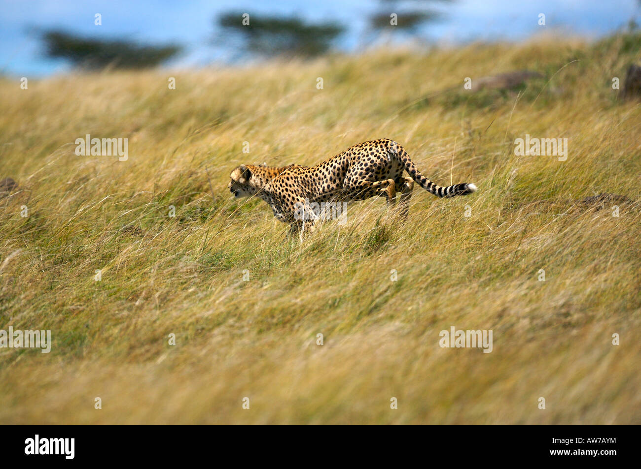 Running cheetah african safari hi-res stock photography and images - Alamy