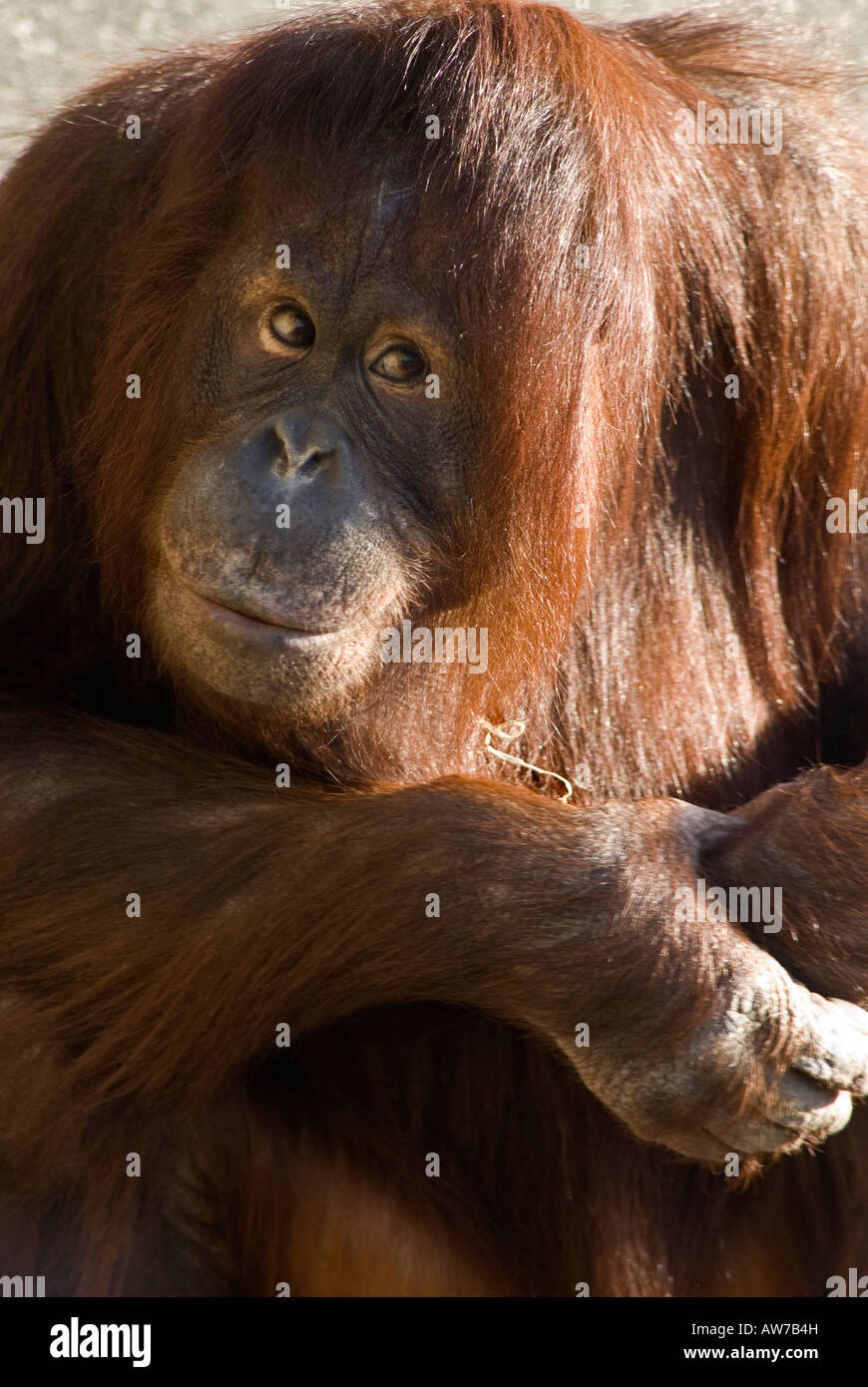 Great Ape Orangutan (Pongo pygmaeus Stock Photo - Alamy