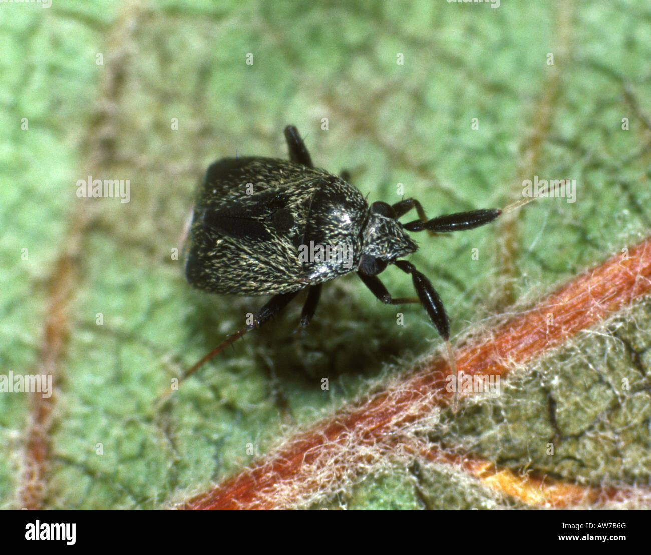 Black apple capsid Atractotomus mali adult predatory bug on an apple ...