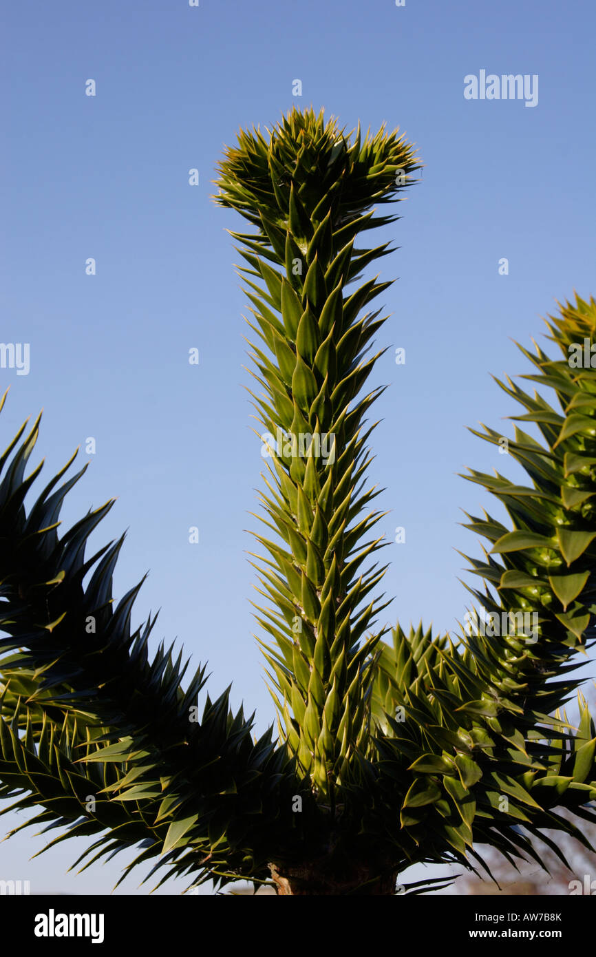 Coniferous tree species hi-res stock photography and images - Alamy