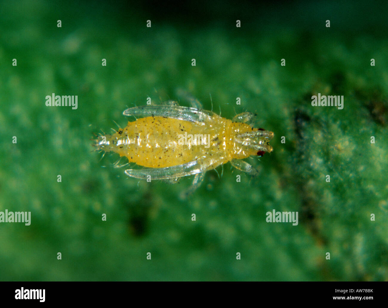 Western Flower Thrips Identification