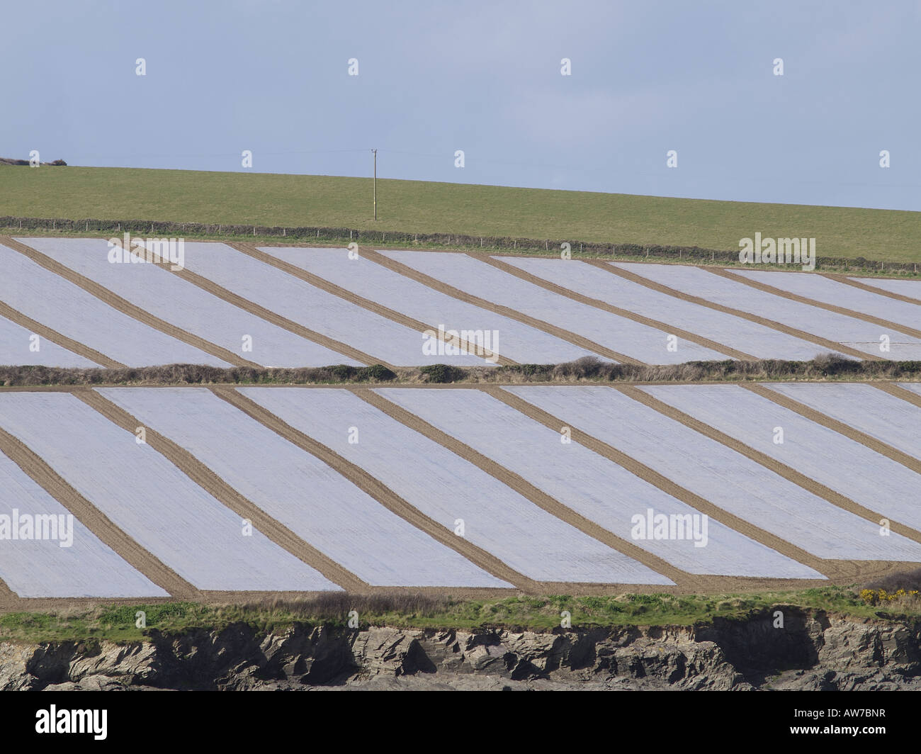 Fields with crop advancement sheeting on Stock Photo - Alamy