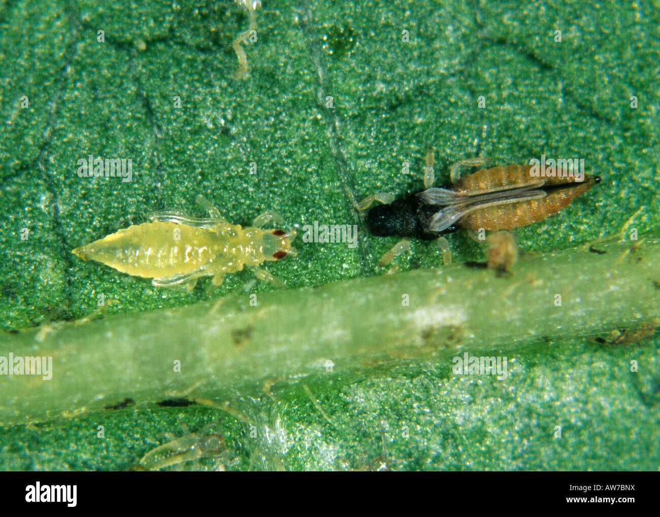 Black thrips Echinothrips americanus pupa and adult on a leaf surface ...