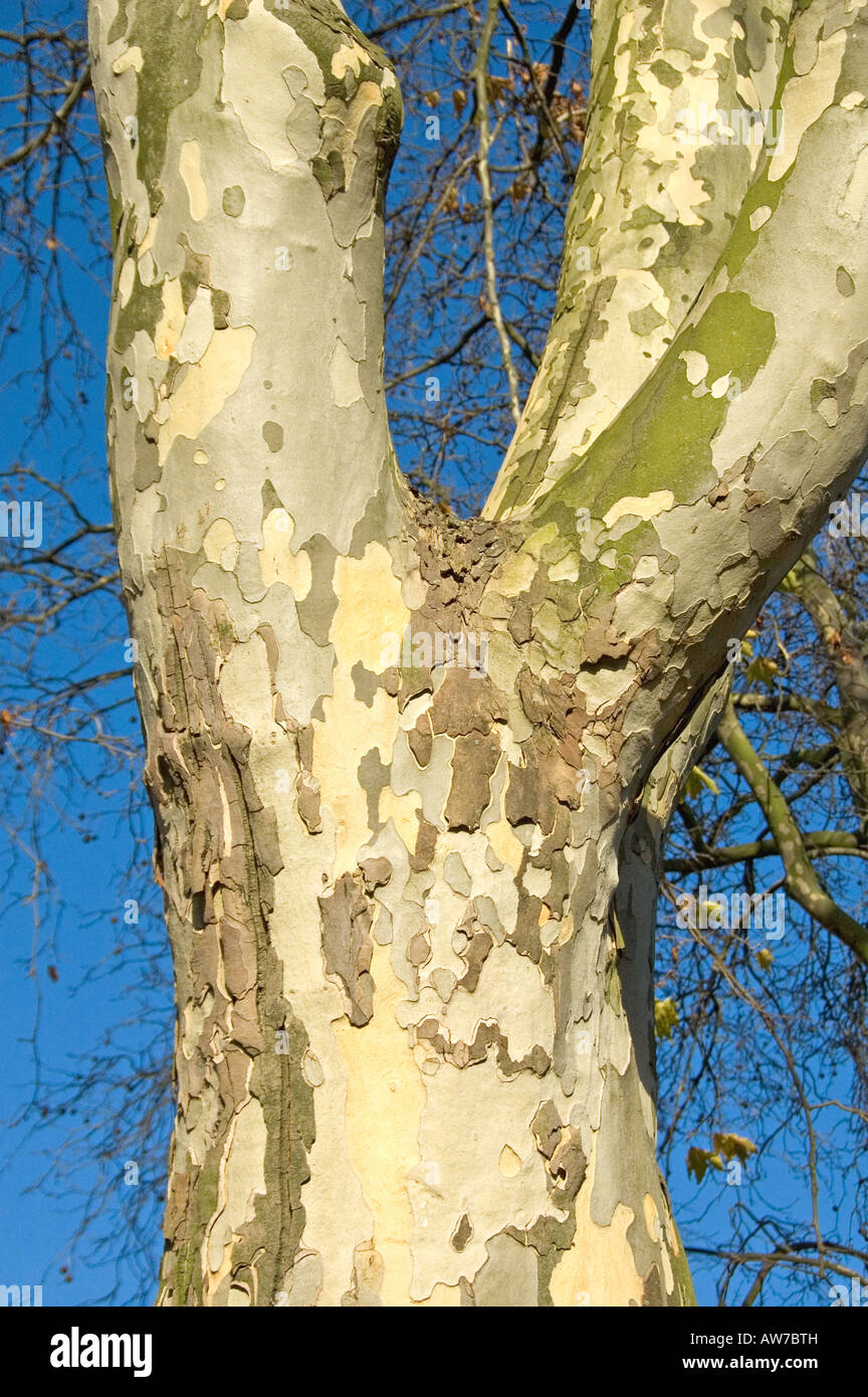 London Plane Tree Platanus x hispanica Stock Photo - Alamy