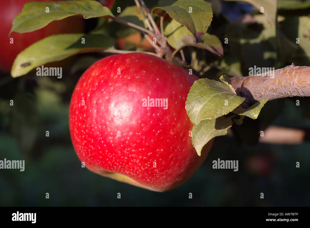 Red apple hanging from the tree at sunset Stock Photo - Alamy