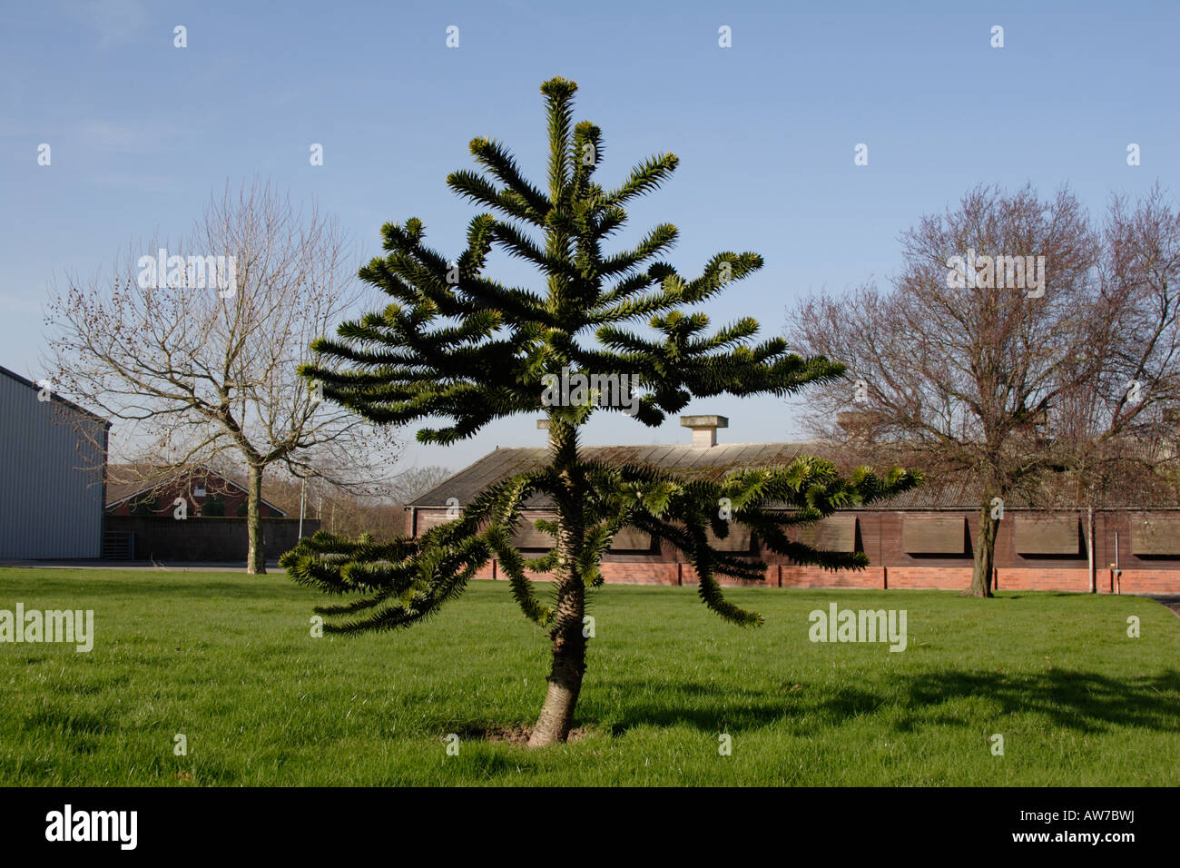 Monkey puzzle tree Araucaria araucana England UK Stock Photo - Alamy
