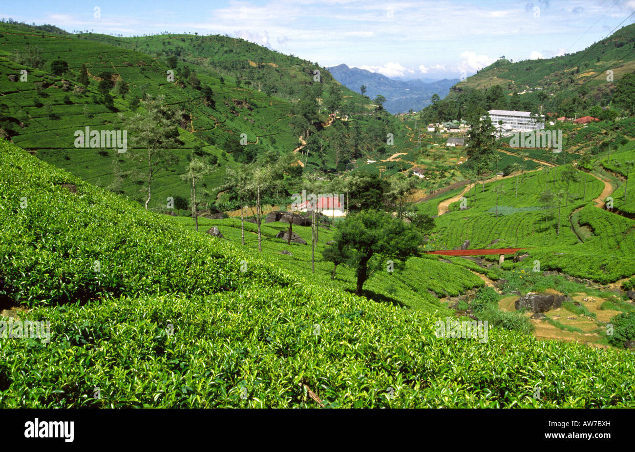 Sri Lanka Nuwara Eliya Labookellie tea estate and factory Stock Photo ...