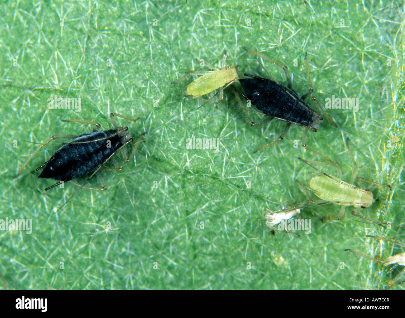 Potato aphids parasitised by parasitoid wasp Aphelinus spp with healthy ...