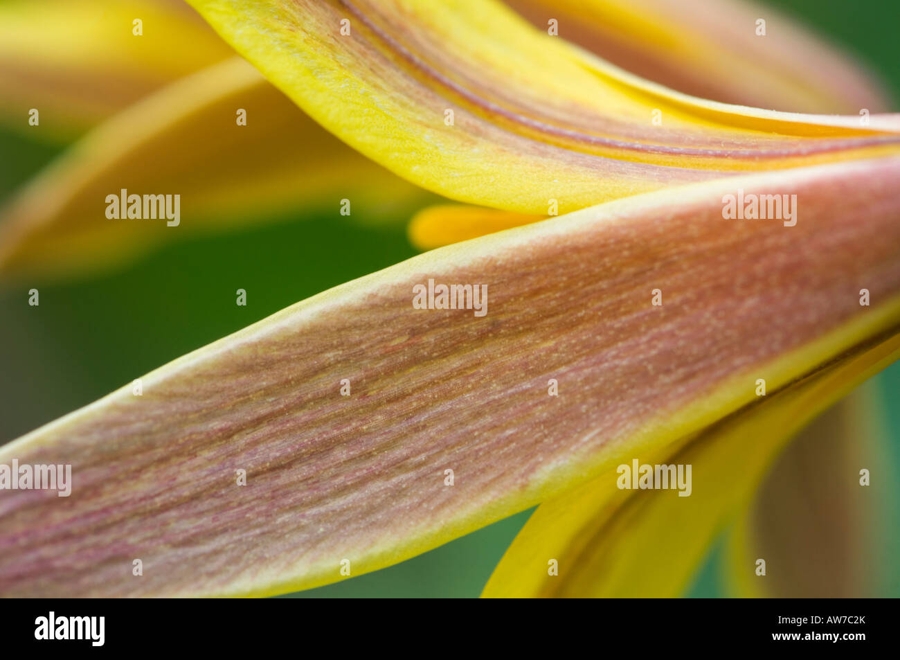 Trout Lily commonly called Dogtooth Violet Erythronium americanum Lily ...