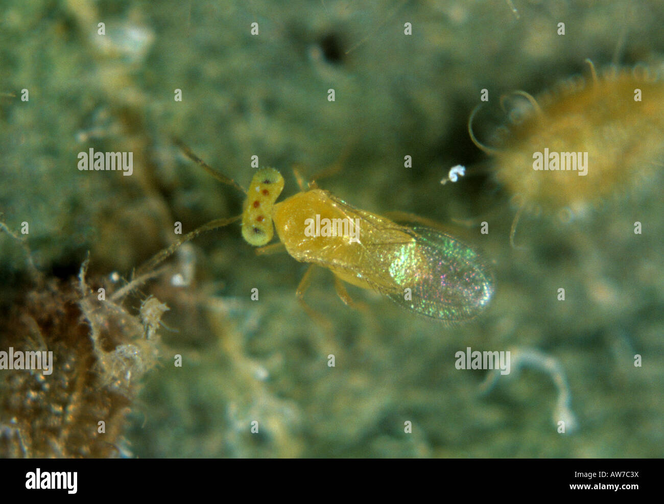 Parasitoid wasp Eretmocerus eremicus adult among parasitised whitefly ...