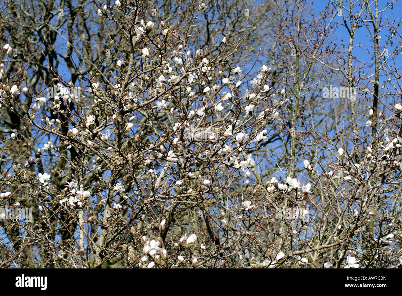 MAGNOLIA WADA S MEMORY AGM Stock Photo - Alamy