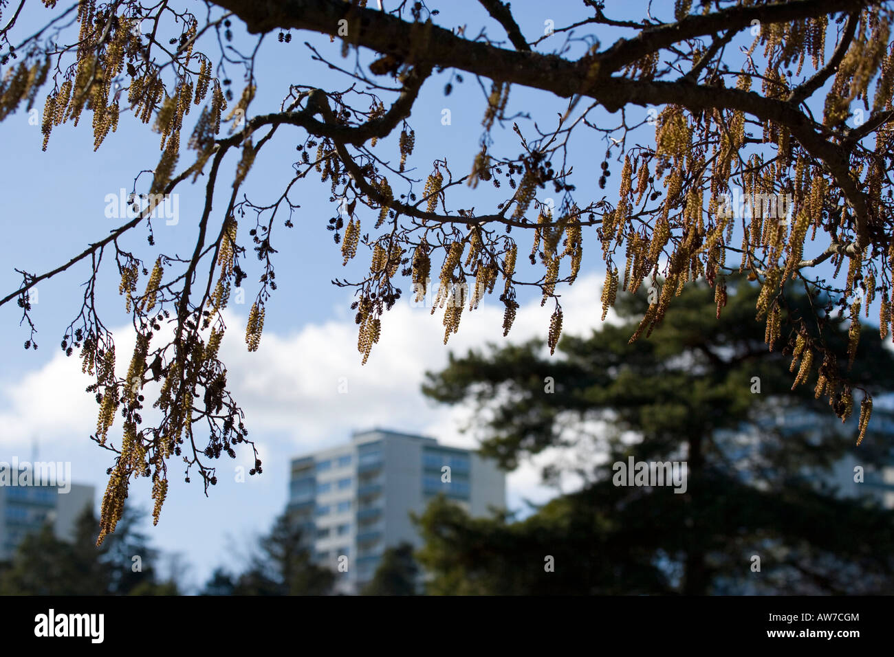 Spring in Stockholm Stock Photo - Alamy