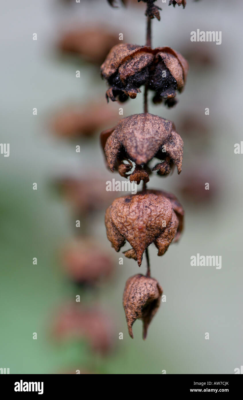 Detail of dried leicesteria seed pods hanging down Stock Photo - Alamy