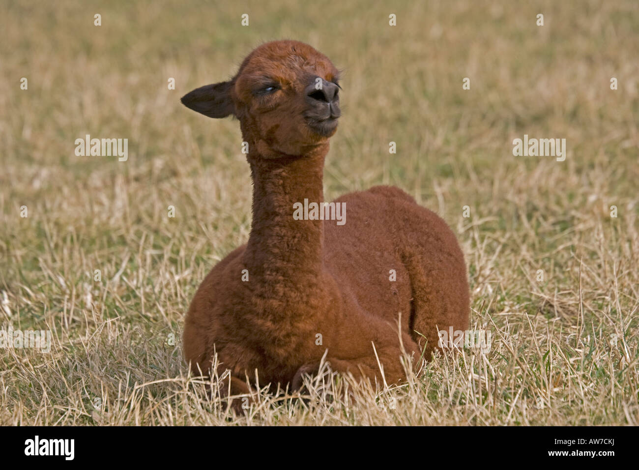 Closeup young alpaca cria sitting four days old UK Stock Photo - Alamy