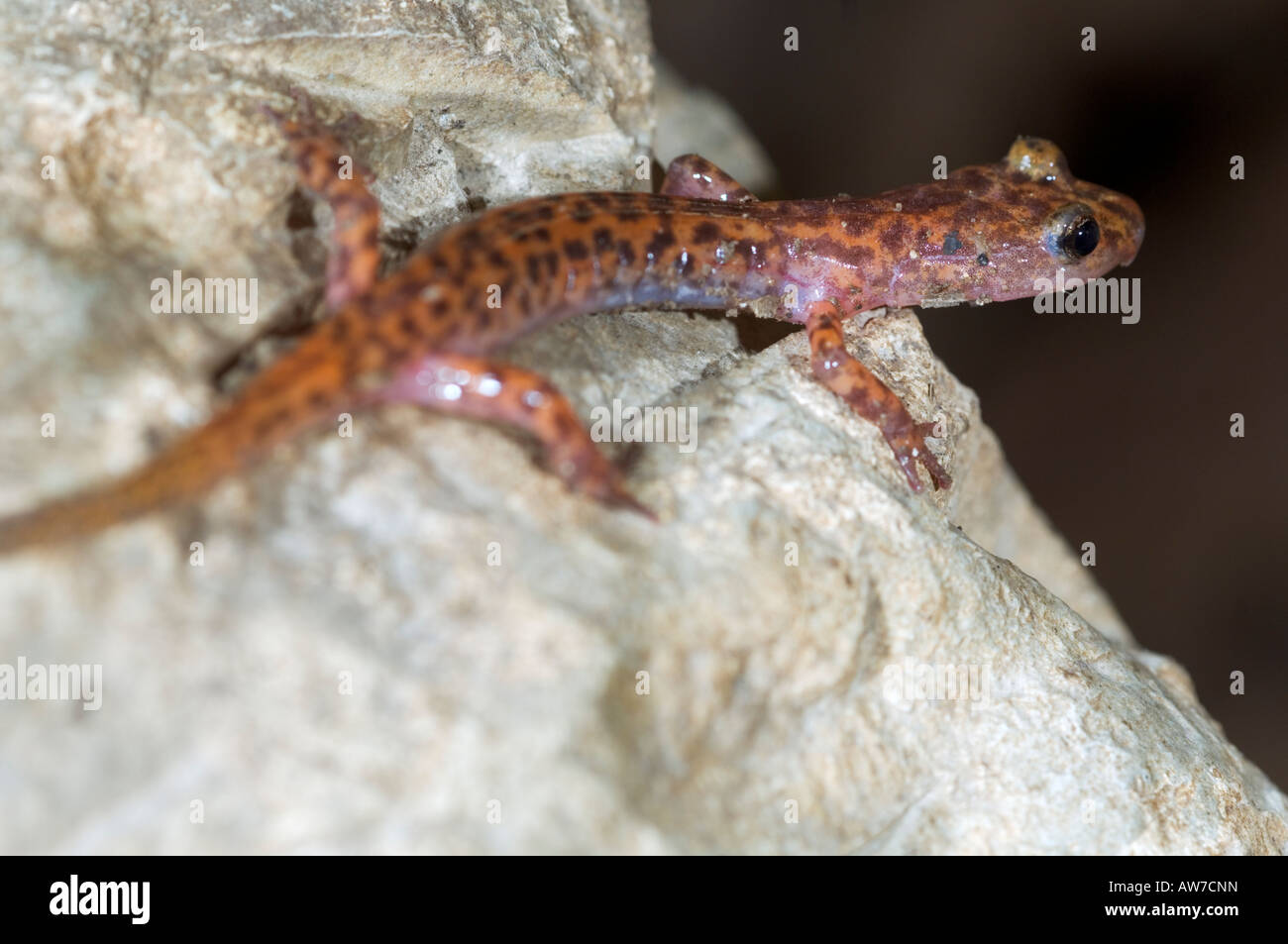 Indian salamander hi-res stock photography and images - Alamy