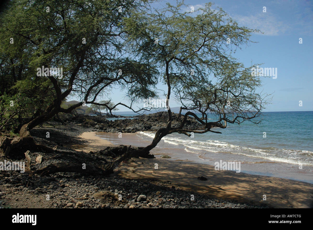 Tree shaded beach maui hi-res stock photography and images - Alamy