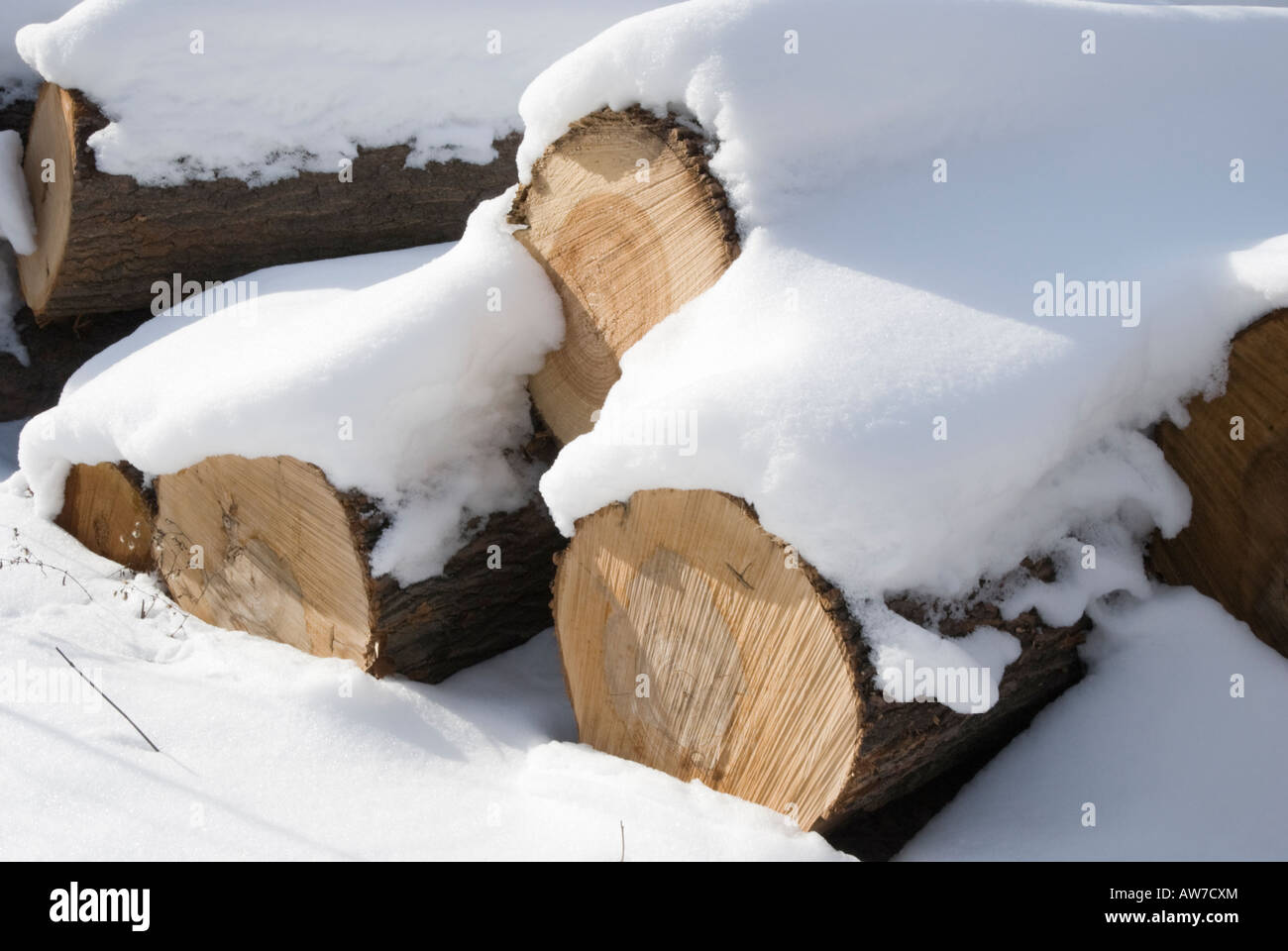 Logs laying cut in winter snow in the sun, chainsaw grooves and tree ...