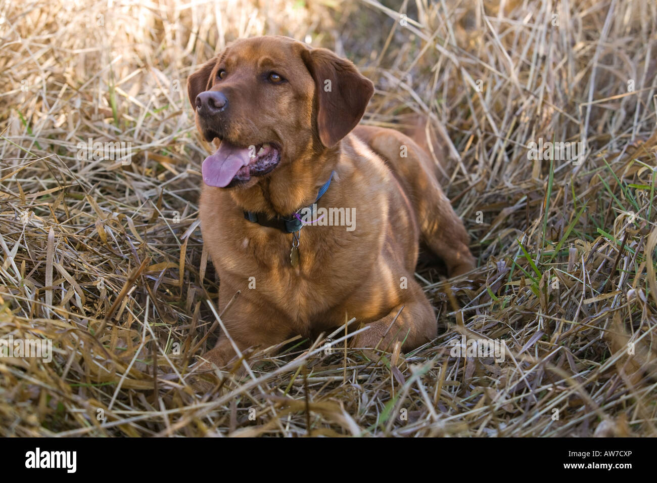 Labrador dog in grass field Stock Photo - Alamy